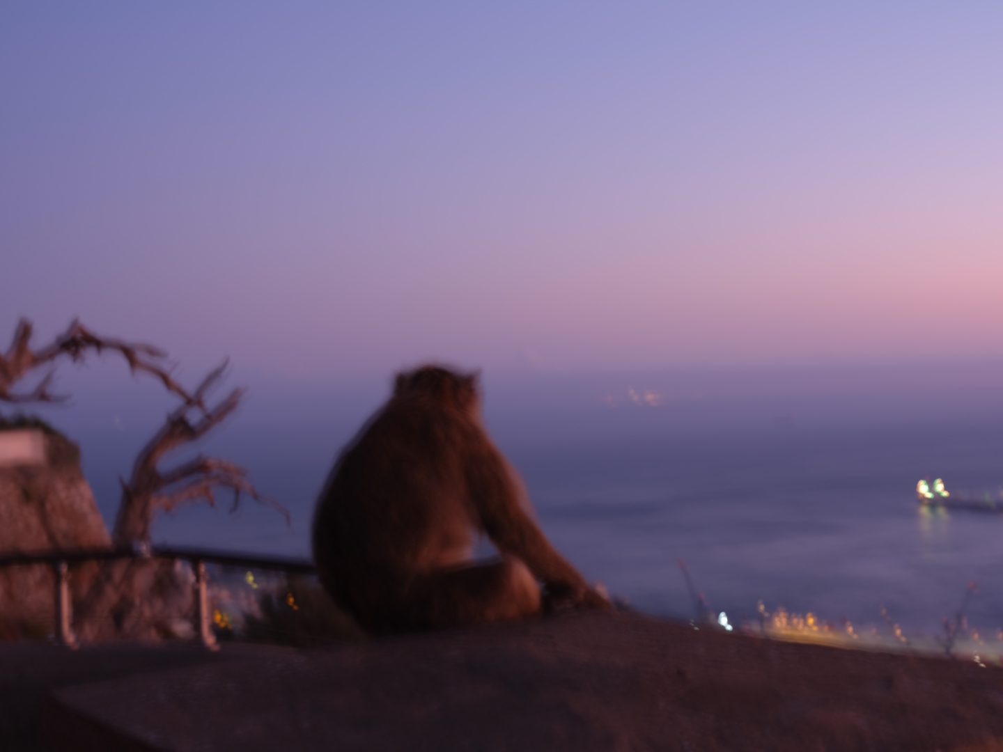 Commissions – Maria Sturm